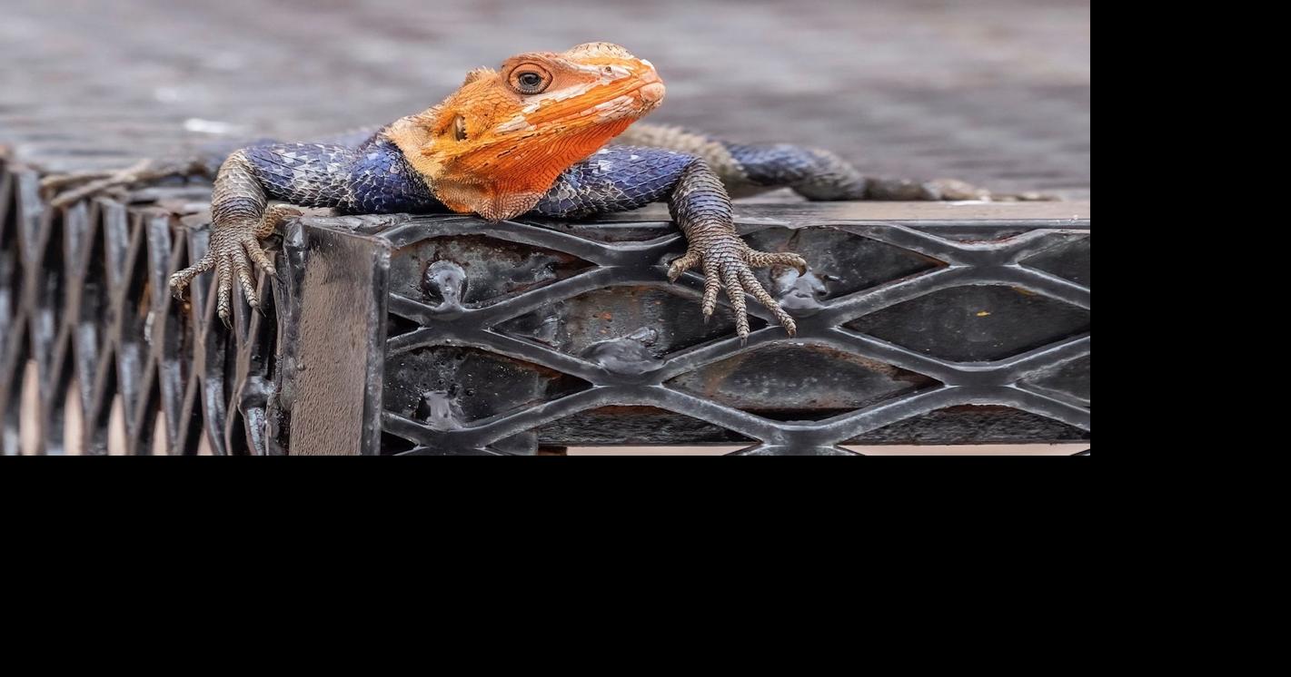 'Huge': Agama lizards are 'everywhere' | Port Charlotte News | yoursun.com