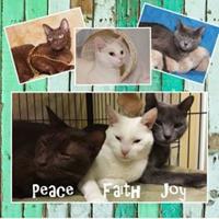 AWL Pets of the Week | News Archives | yoursun.com