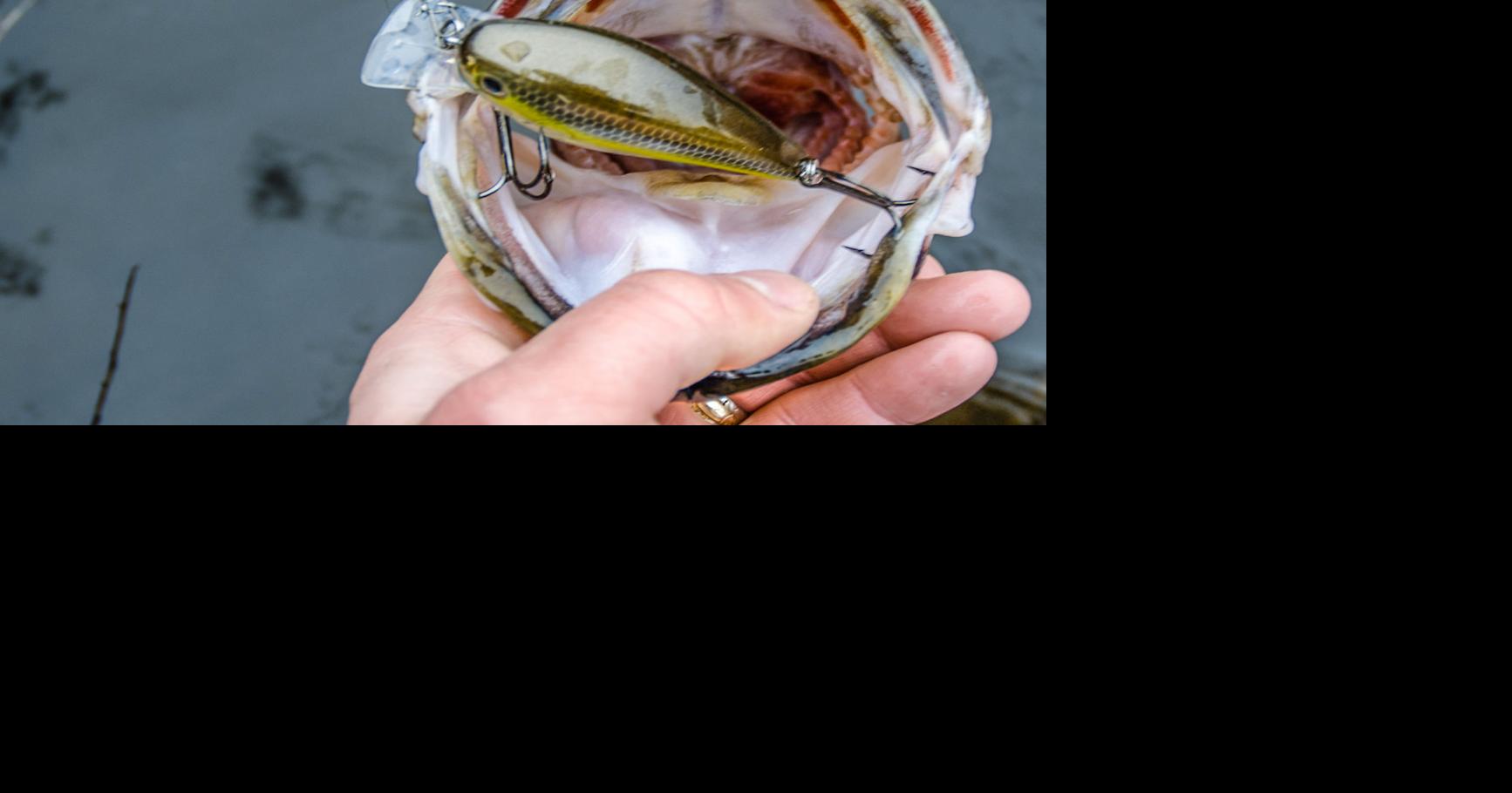 Shad spawn drives bass crazy | Waterline | yoursun.com