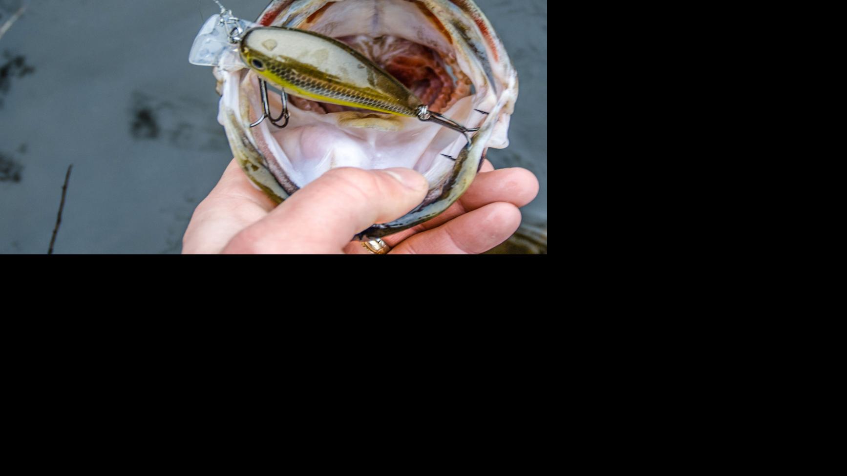 Shad spawn drives bass crazy | Waterline | yoursun.com