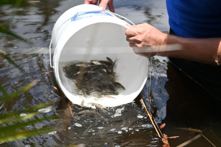 WITH VIDEO: Mote Marine releases 2,000 snook into Charlotte County ...