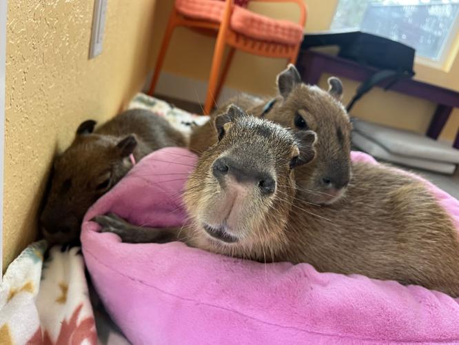 HAPYCAPYLIFE: Humane Society program lets locals play with capybaras ...