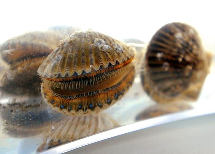Hunting scallops in the name of science | Waterline | yoursun.com