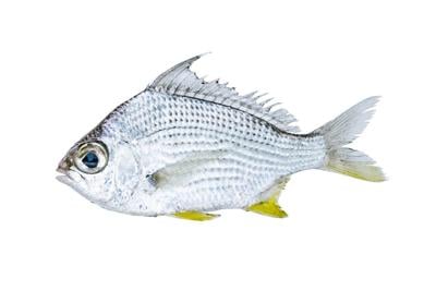 fish profile • silver mojarra (Silver jenny) | Waterline | yoursun.com