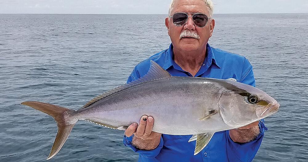 lesser amberjack