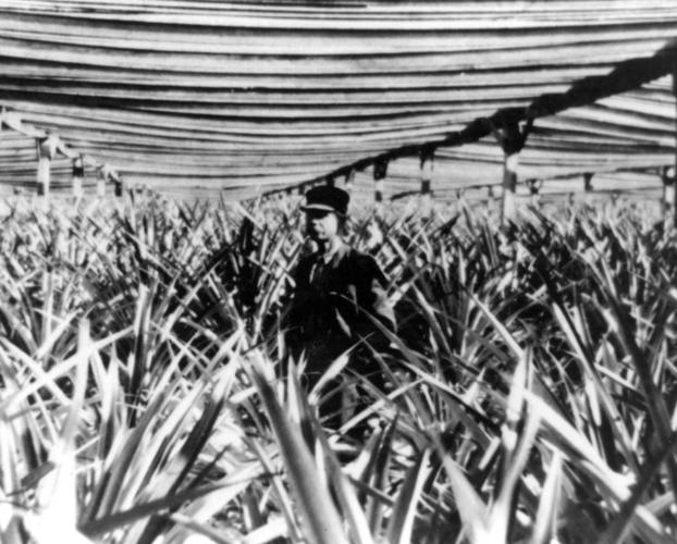 HISTORY COLUMN: Pineapples were part of Punta Gorda's history | News ...