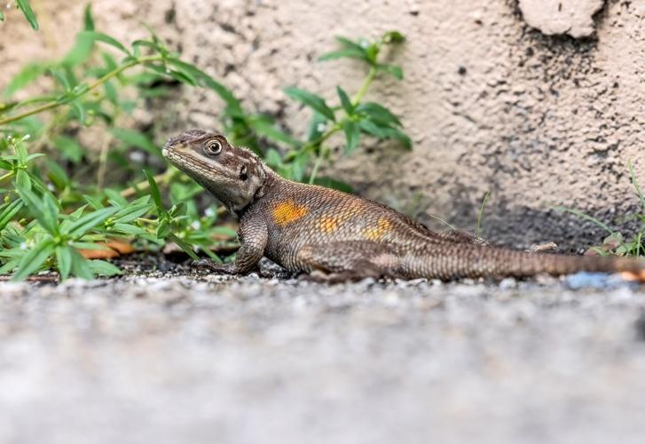 'Huge': Agama lizards are 'everywhere' | Port Charlotte News | yoursun.com