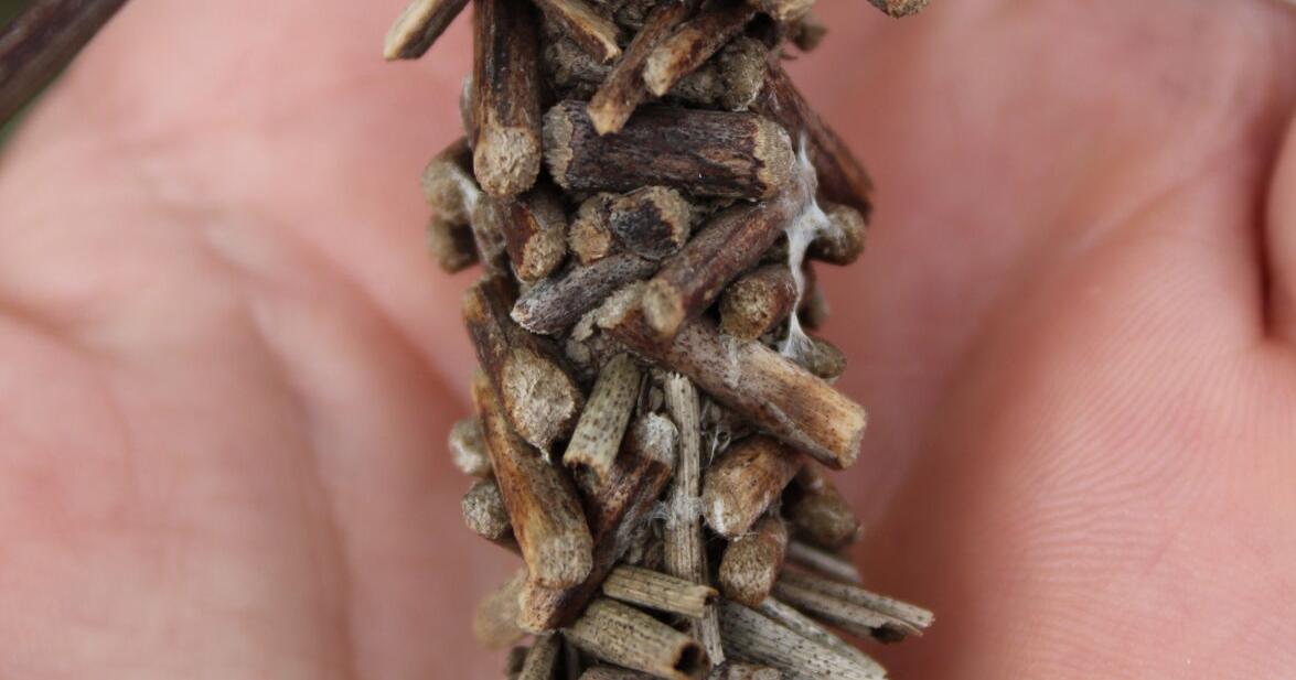 Column: Worms in a bag – a cryptic caterpillar | News | yoursun.com