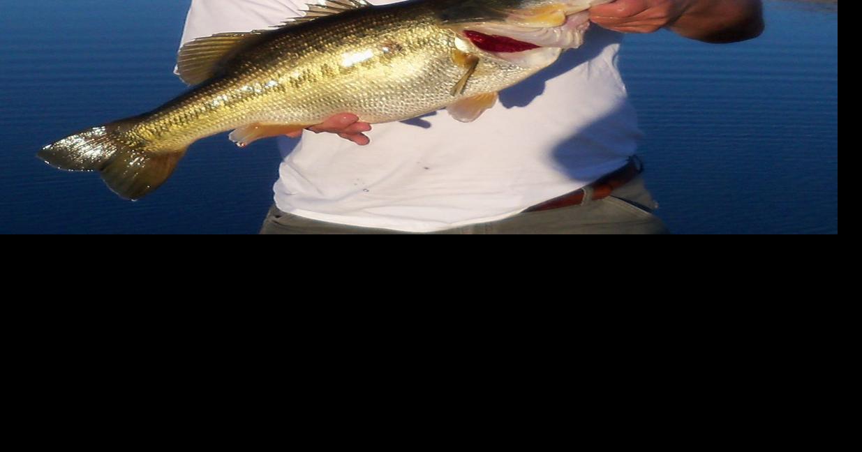 A fish tale you can believe | Waterline | yoursun.com