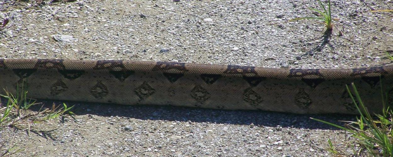 Boa constrictor spotted in Myakka State Forest | News Archives ...