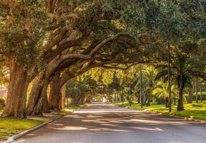 The green canopies of Venice | News | yoursun.com