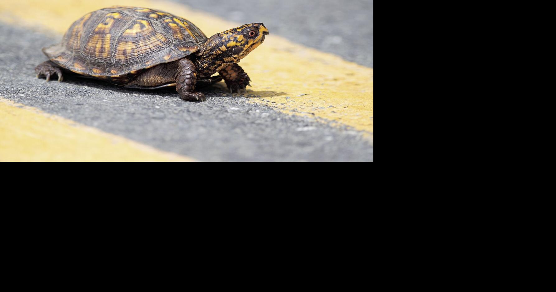How to tell a turtle from a speed bump | Waterline | yoursun.com