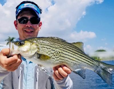 Have you seen this fish? | Waterline | yoursun.com