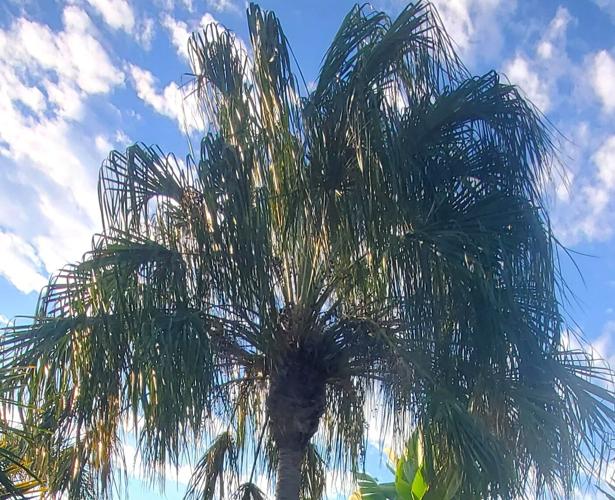 COLUMN: All tied up in a ribbon: a ribbon palm for your landscape ...