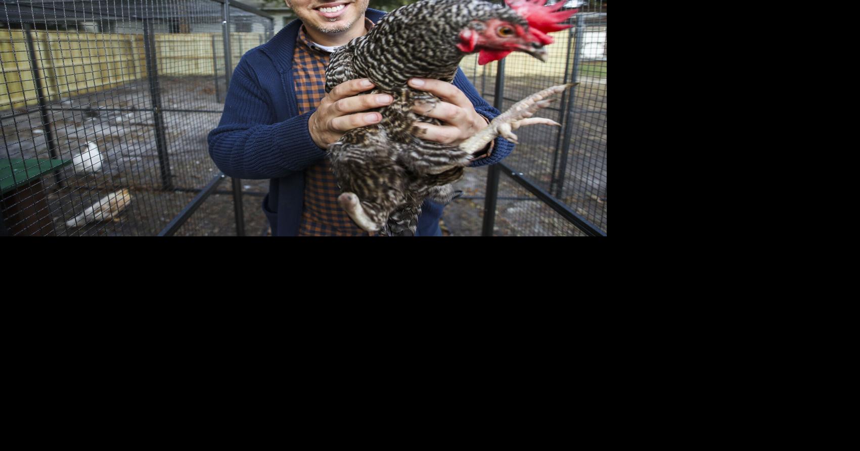 Ybor City's injured chickens have their own medical and rescue facility ...