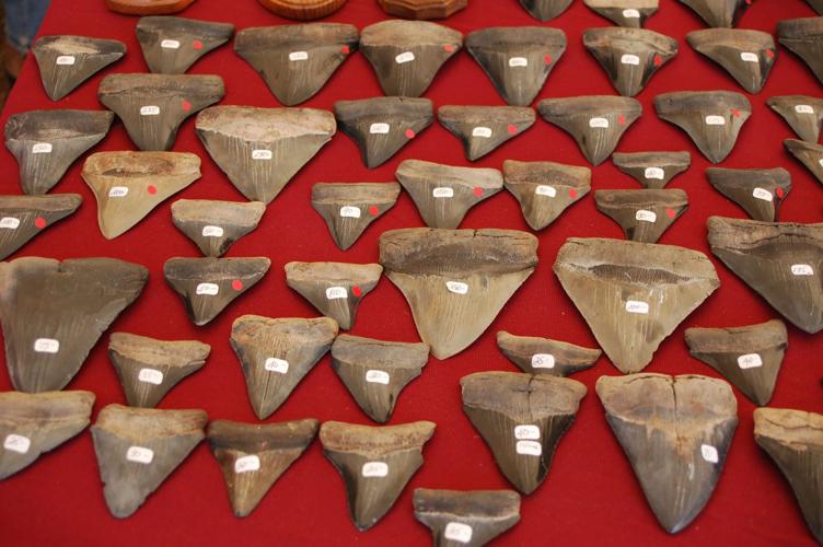 Sharks Tooth Fest returns this weekend | Features | yoursun.com