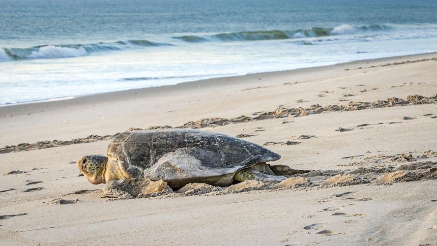 Green, loggerhead turtles break nesting record on Manasota Key ...