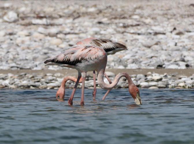 Rare sighting: Wild flamingos show up in Lemon Bay | News | yoursun.com