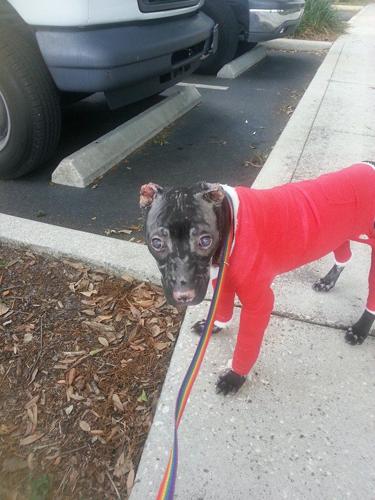 Arrest made in case of burned dog | News Archives | yoursun.com