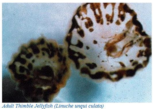 Threat of sea lice may determine which beach to visit | News | yoursun.com