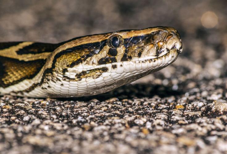 Nine-foot python captured in Englewood | The Daily Sun | yoursun.com