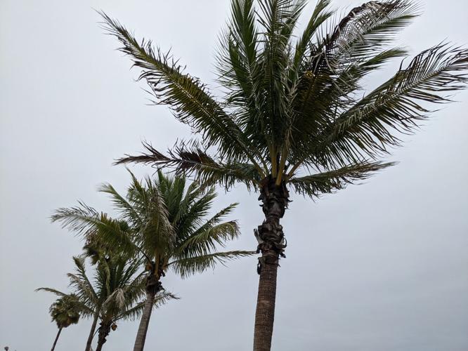 Elsa projections mostly accurate for Charlotte County | News | yoursun.com