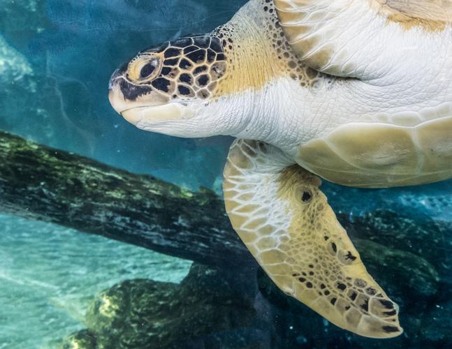 Green, loggerhead turtles break nesting record on Manasota Key ...