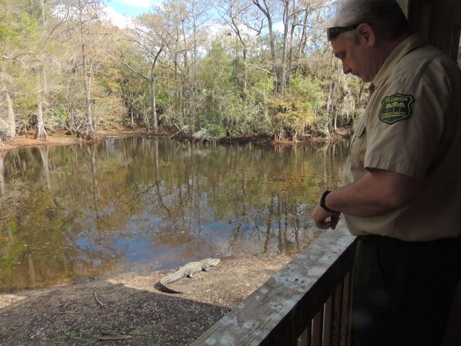 Babcock Ranch Preserve home to cattle, eco-tours, farming | News ...