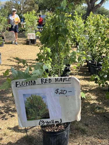People grab trees at the People for Trees fair | News | yoursun.com