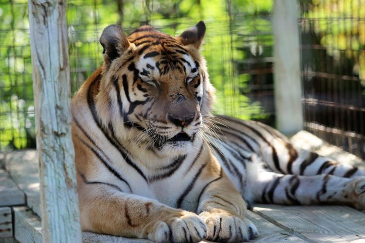 Octagon Wildlife Sanctuary — A haven for unwanted animals | News ...