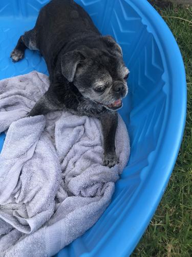 USPS mail carrier rescues dog stuck in Florida canal | Photo Galleries ...