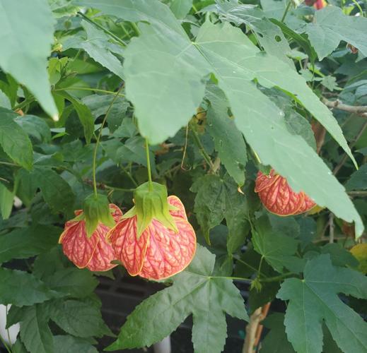 COLUMN: Flowering maples – not what you think | News | yoursun.com