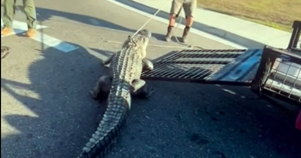 WITH VIDEO: Large gator wrangled from area 7-Eleven | News | yoursun.com