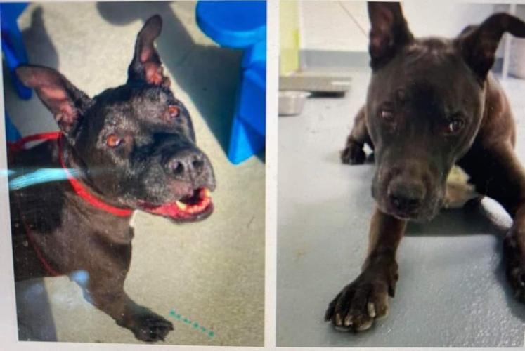 Former animal shelter operator charged with animal cruelty | Port ...