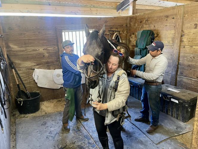 Horsing around at Fox Lea Farm | News | yoursun.com