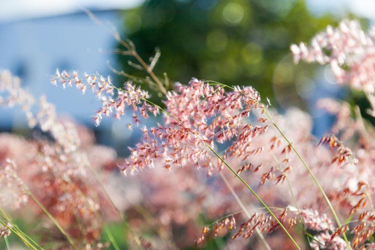 10 invasive species Floridians should keep an eye on | The Daily Sun ...