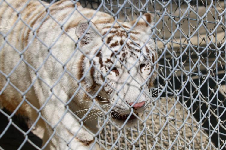 Octagon Wildlife Sanctuary hosts annual community appreciation day ...