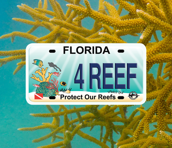 License plates help protect Florida coral reefs | News | yoursun.com