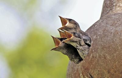 Purple martins on the nests | Waterline | yoursun.com