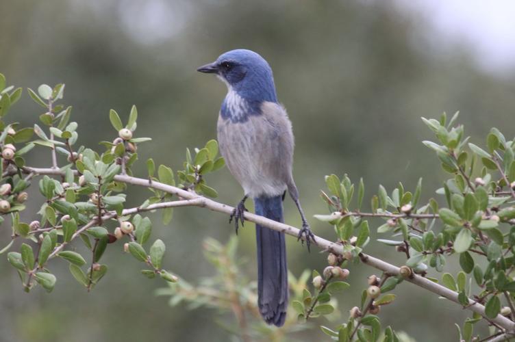 Florida scrub jay — a most distinctive bird | News Archives | yoursun.com