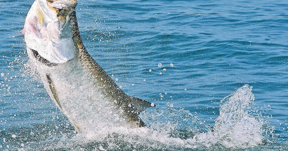 How to fight a tarpon and win* | Waterline | yoursun.com