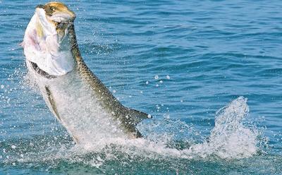 How to fight a tarpon and win* | Waterline | yoursun.com