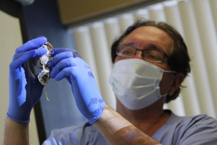 Veterinary students learn about gator anatomy | | yoursun.com