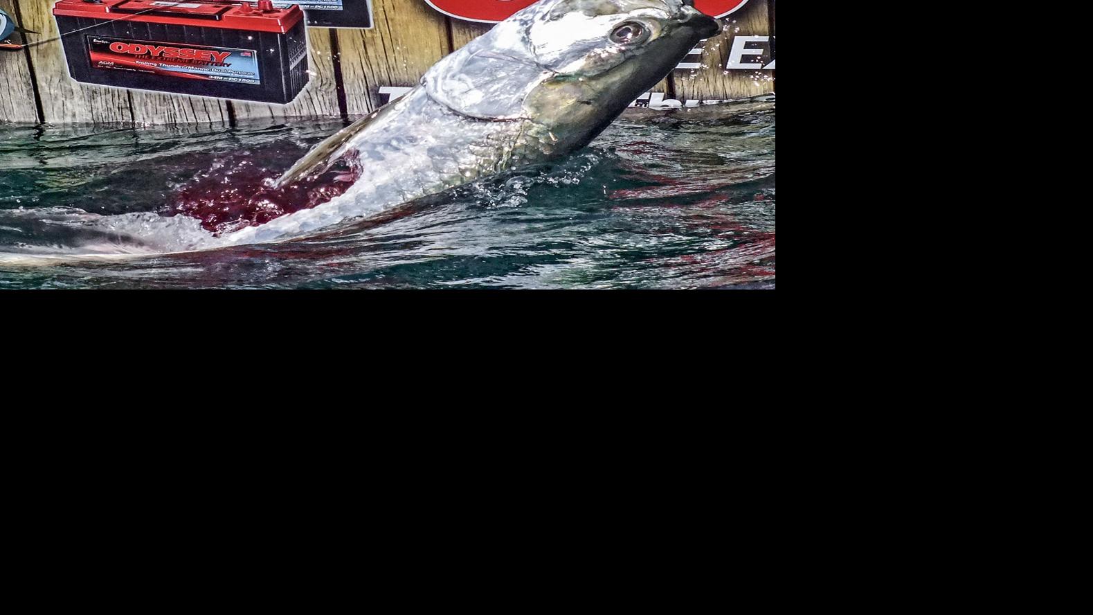 Sharks eat tarpon | Waterline | yoursun.com