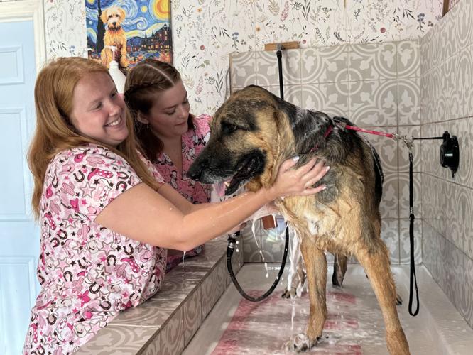 Lost his ears, not his spirit: Abused dog Bruce is available for ...