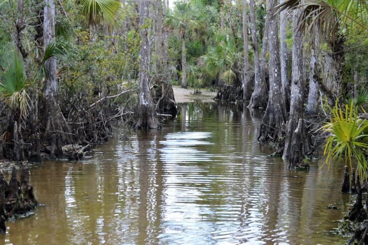 Riding a swamp buggy on the Babcock Ranch Eco-Tour | News Archives ...