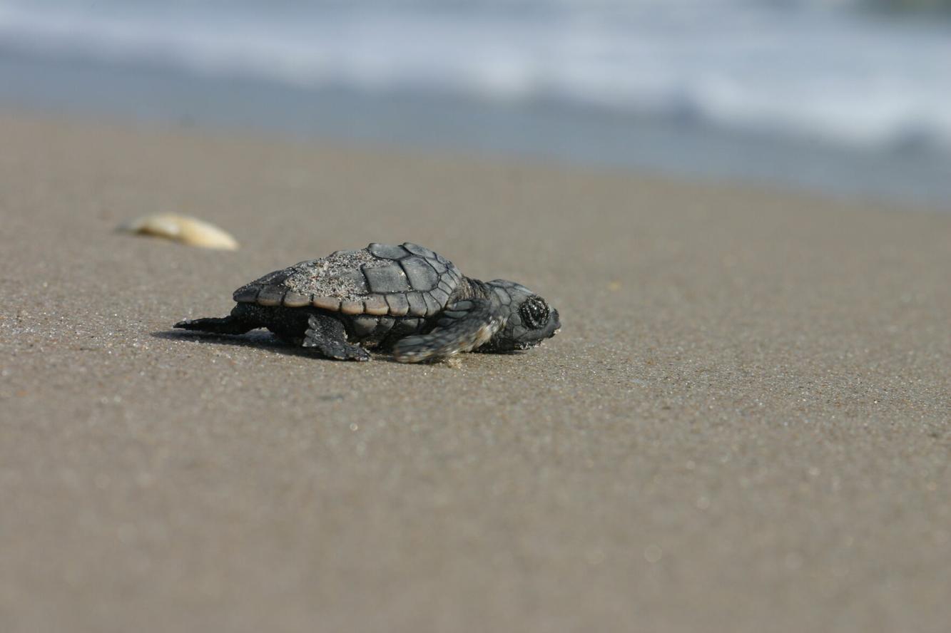 Loggerhead Hatchling | | yoursun.com