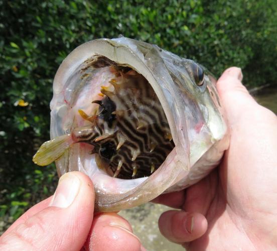 Spiny Puffer 1: Snook 0 in watery encounter | News Archives | yoursun.com