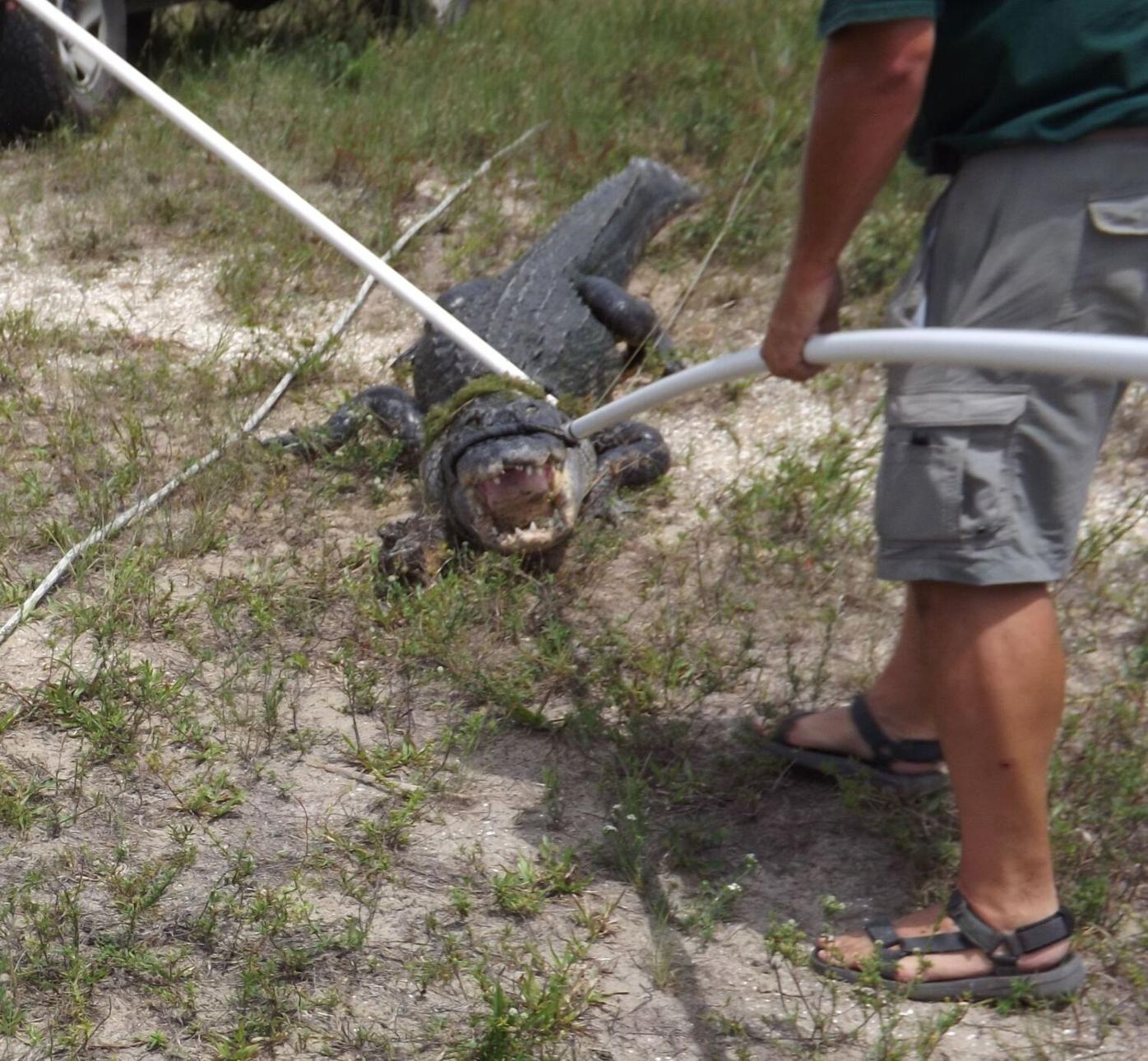 Alligator bites boy's leg | Englewood Sun | yoursun.com