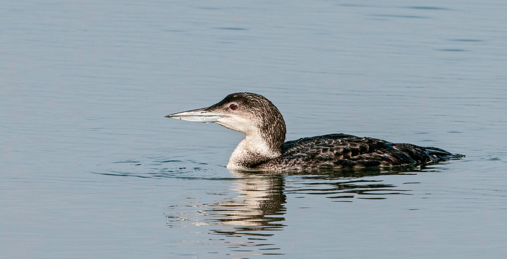 My favorite snowbirds: Cold winters keep loons in Southwest Florida ...